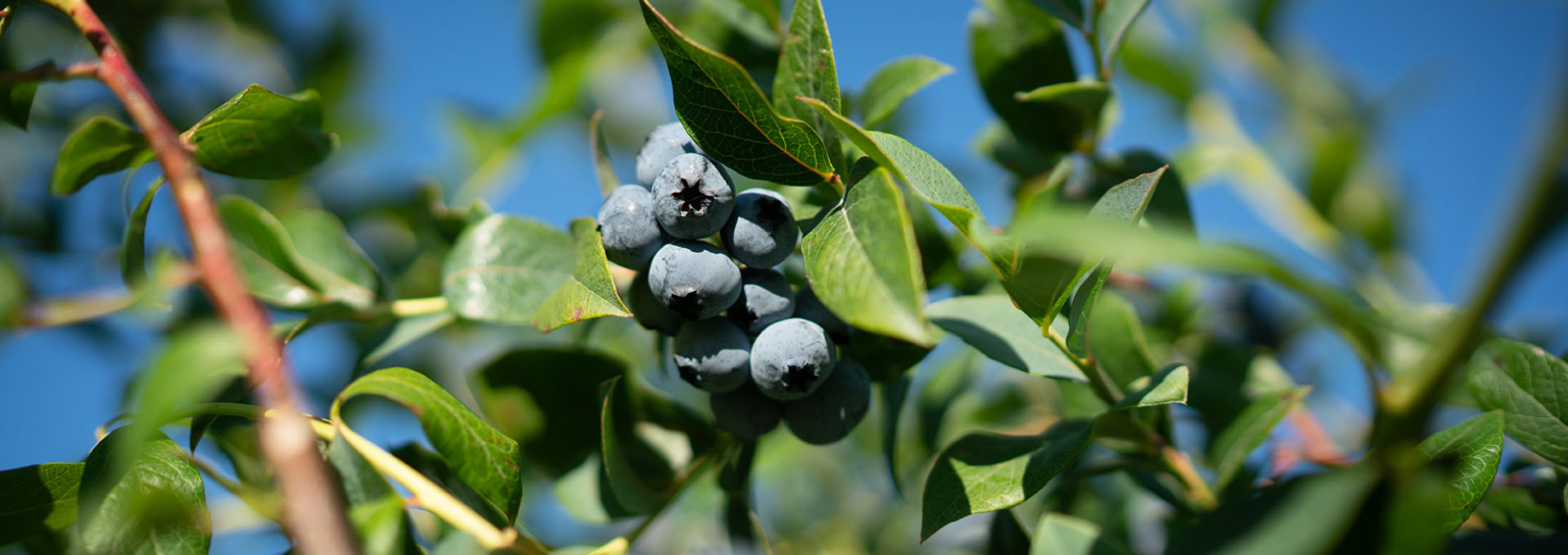 Cool Pak Produce Packaging Solutions