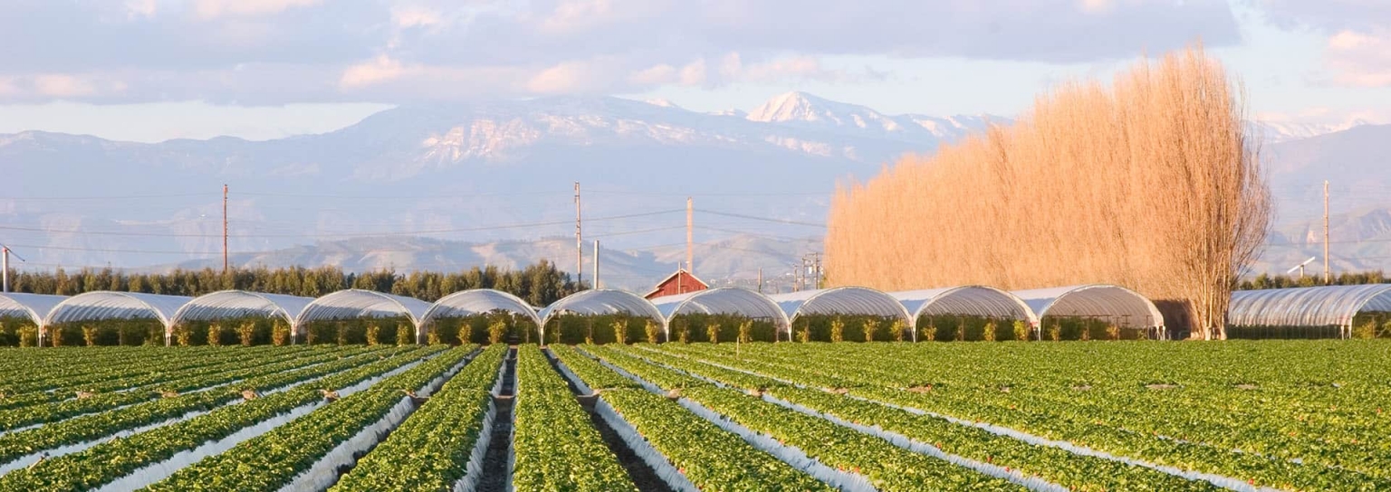 Cool Pak Produce Packaging Solutions